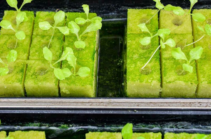 Biodegradable polymer resins - PBAT and PBS - PycnoPlast